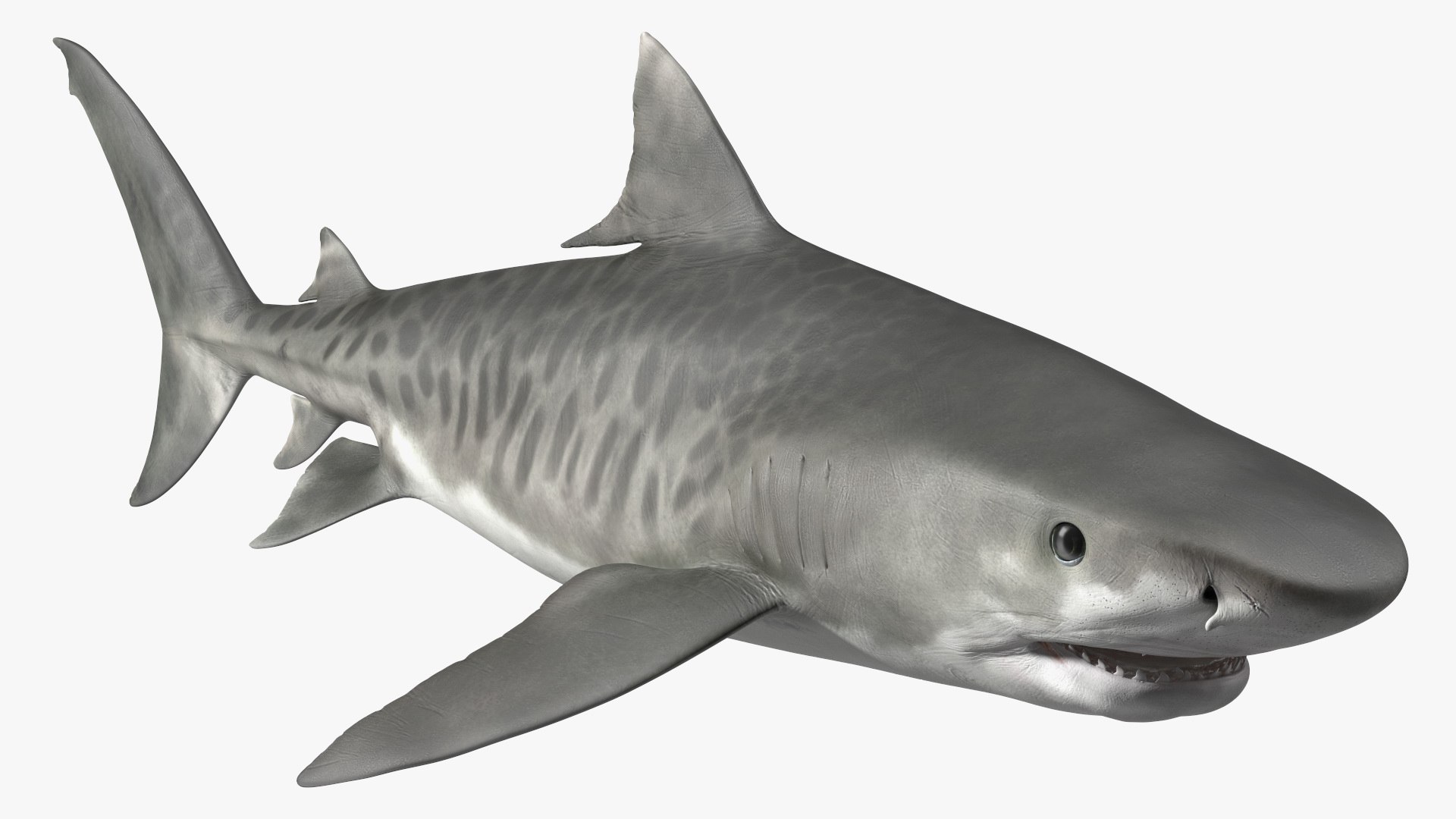 Tiger Shark 3D - TurboSquid 2144473