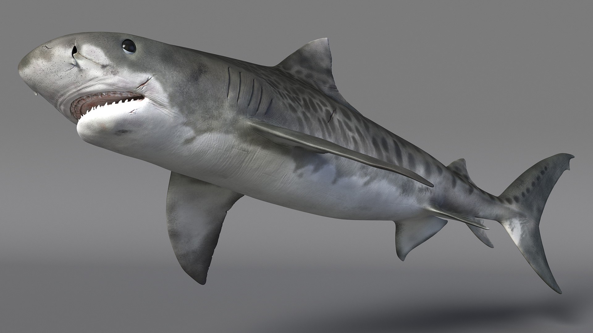Tiger Shark 3D - TurboSquid 2144473