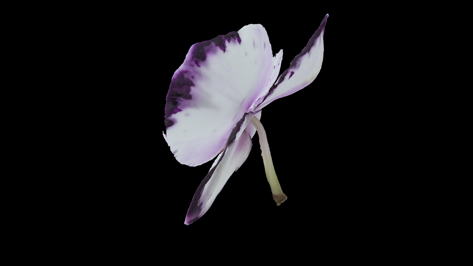 3D Phalaenopsis Orchid Photogrammetry - TurboSquid 2290659