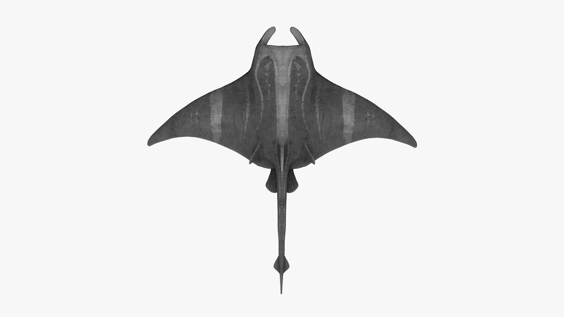 3D Manta Ray - TurboSquid 1840510