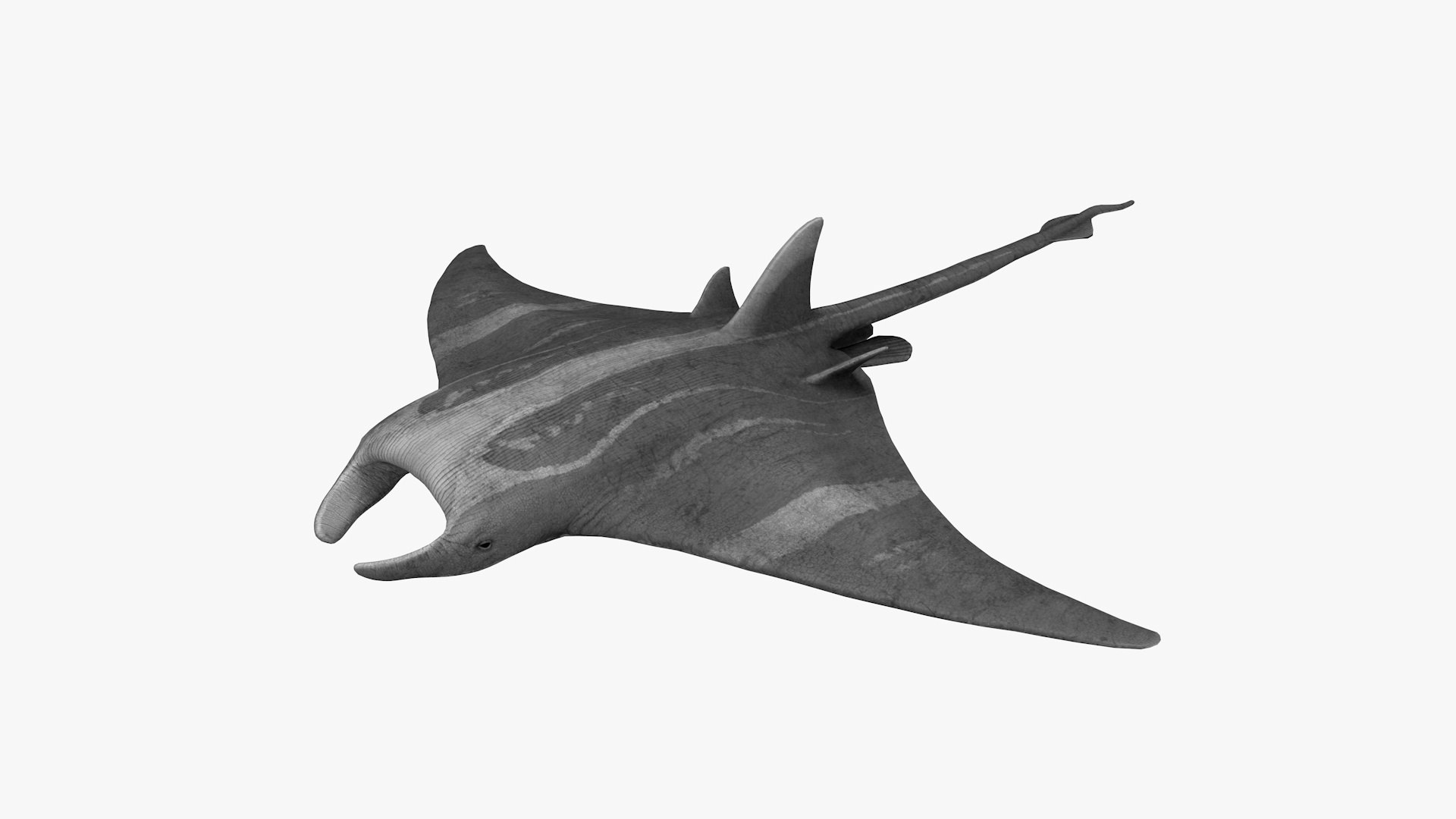 3D Manta Ray - TurboSquid 1840510