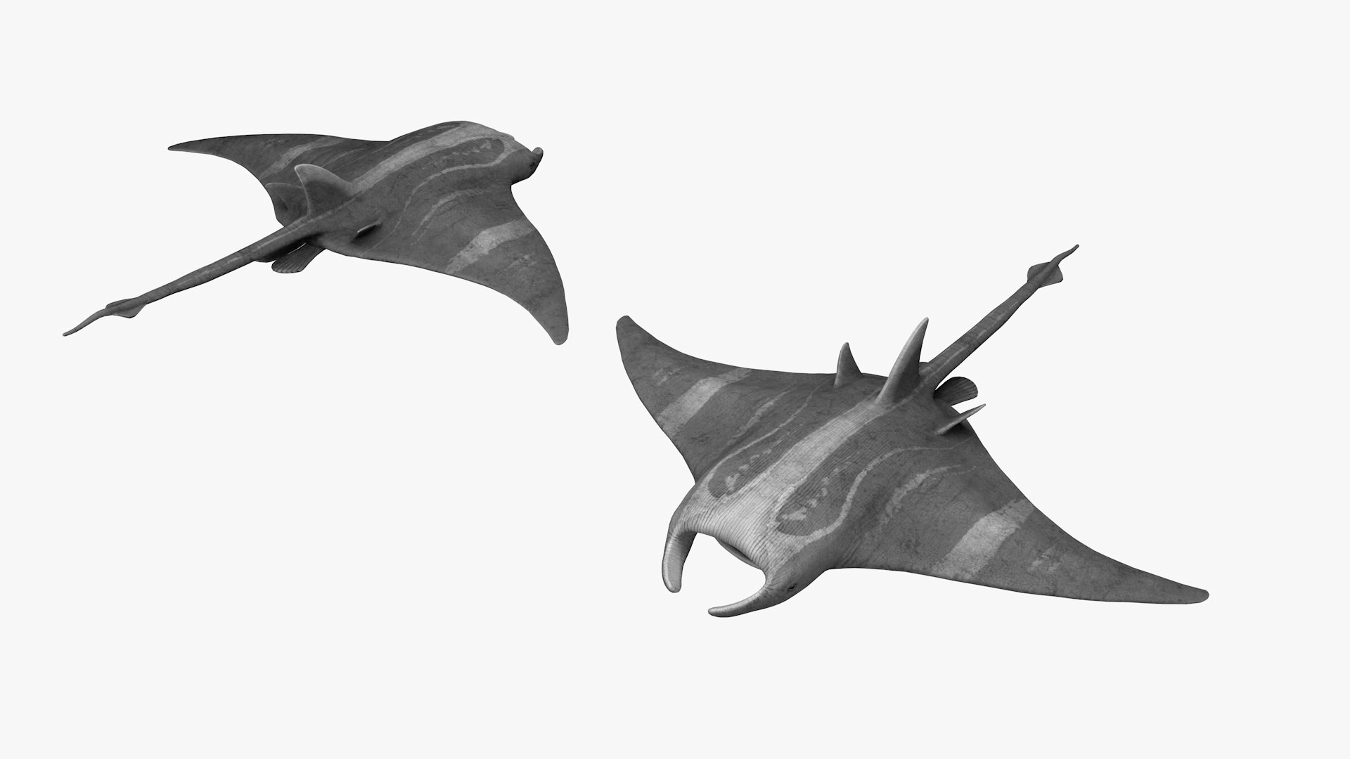 3D Manta Ray - TurboSquid 1840510