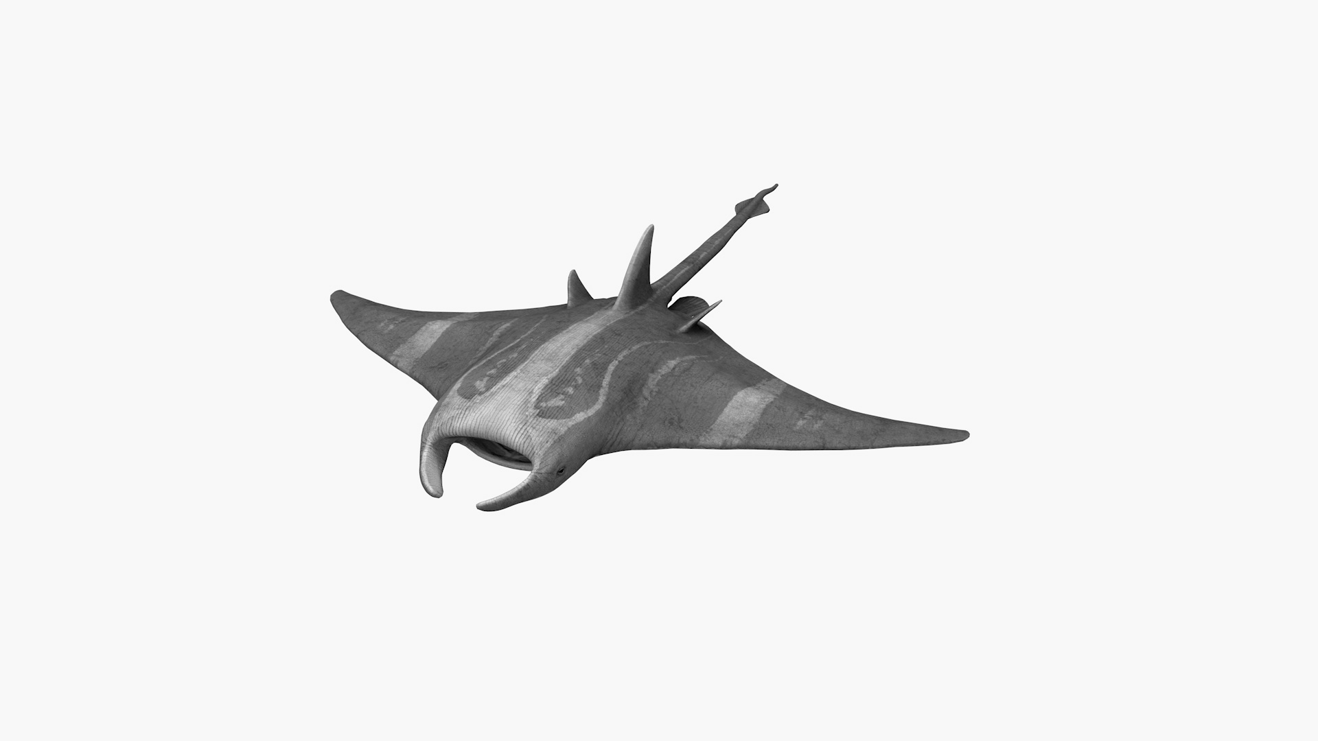 3D Manta Ray - TurboSquid 1840510
