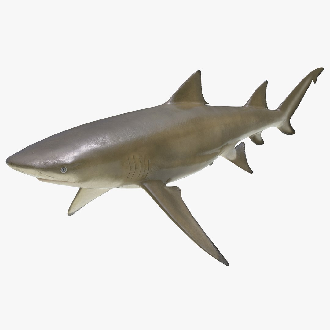 3d sicklefin lemon shark model