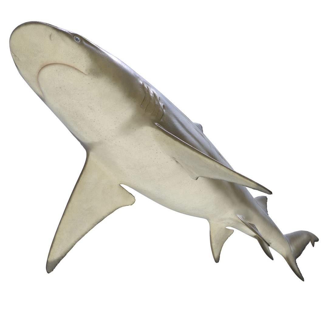 3d sicklefin lemon shark model