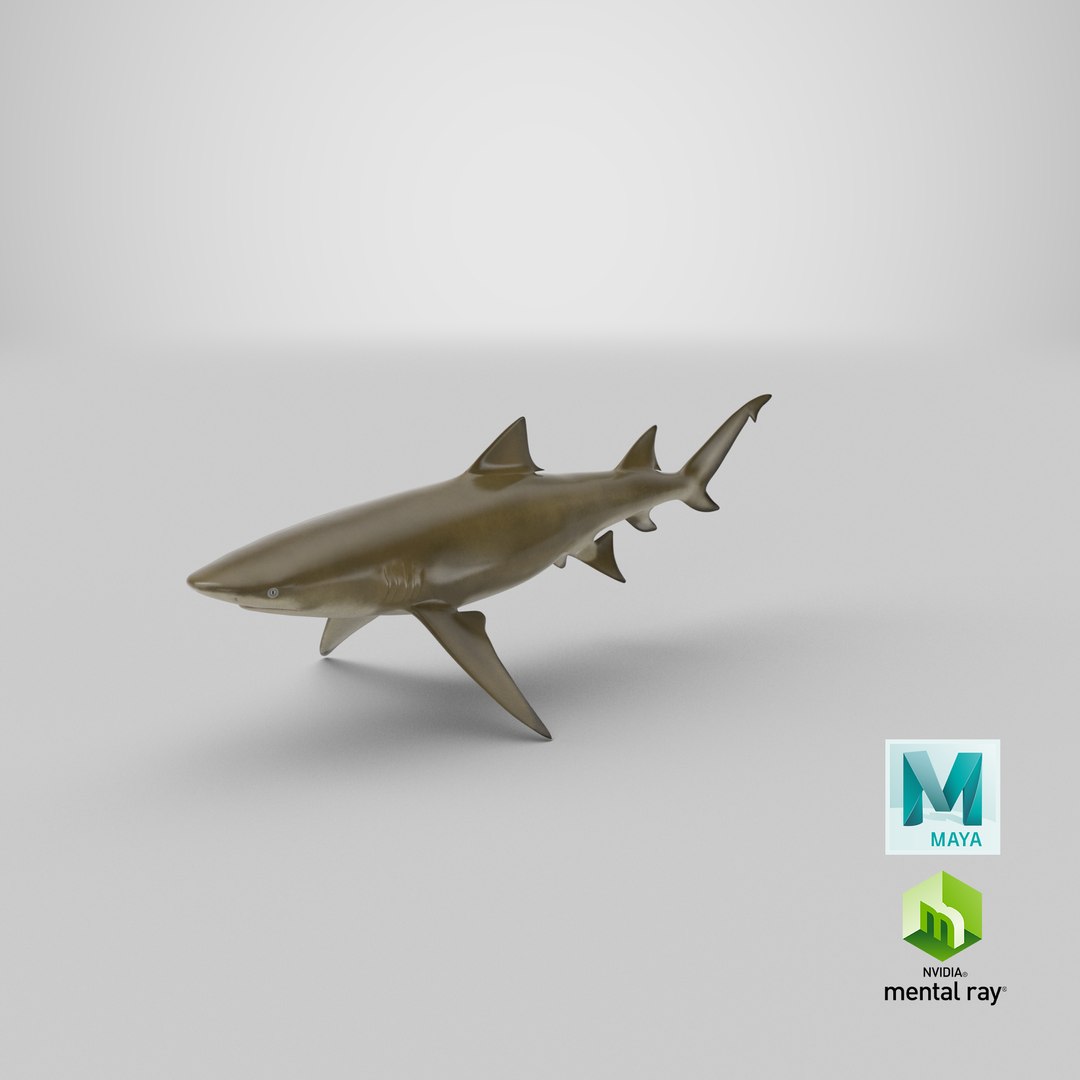 3d sicklefin lemon shark model