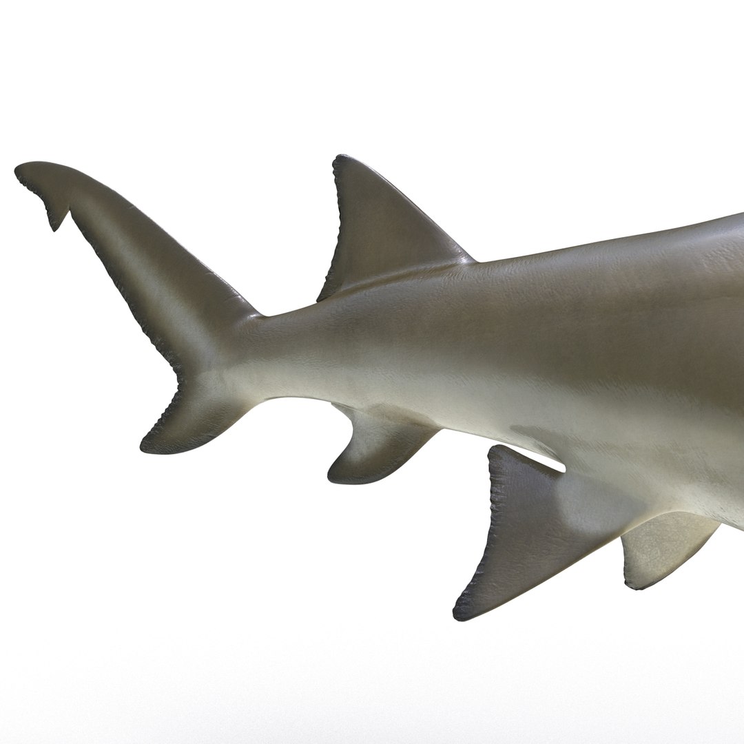 3d sicklefin lemon shark model