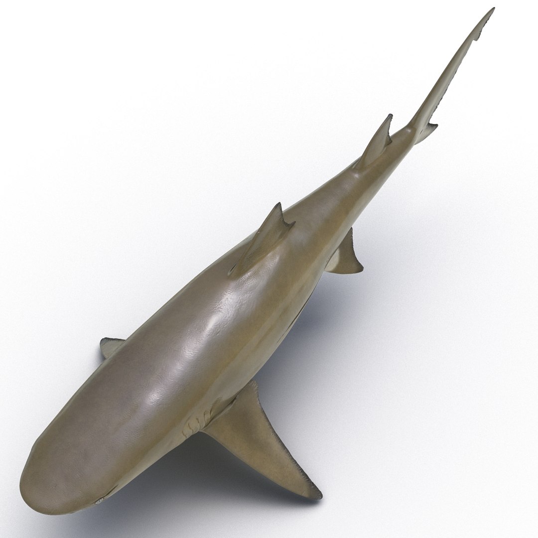 3d sicklefin lemon shark model