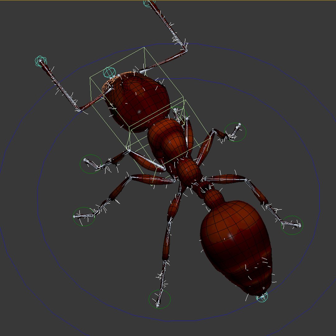 3d Model Dugm05 Ant