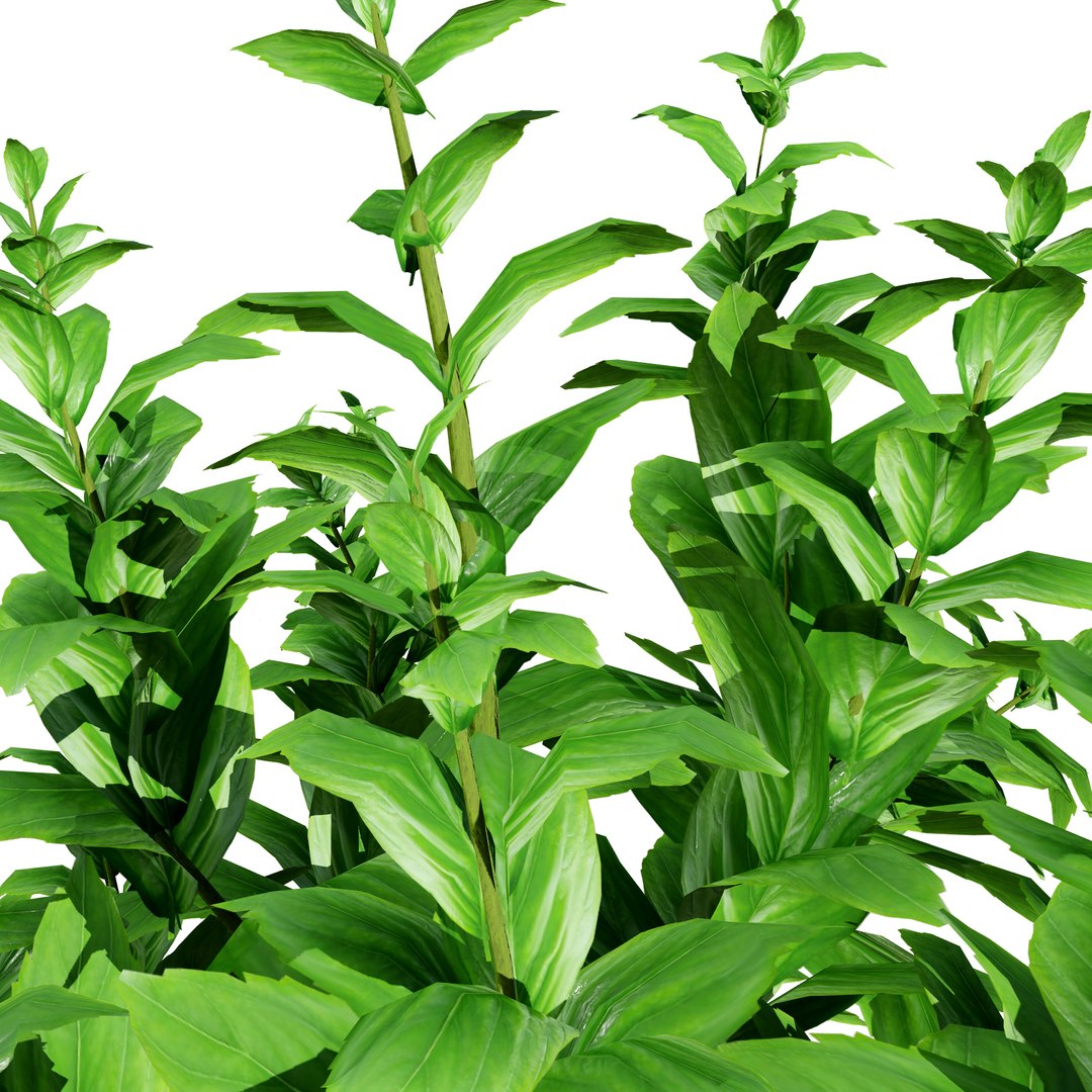 3D Basil Variety 3D Pack With Free Tutorial Model - TurboSquid 2291358