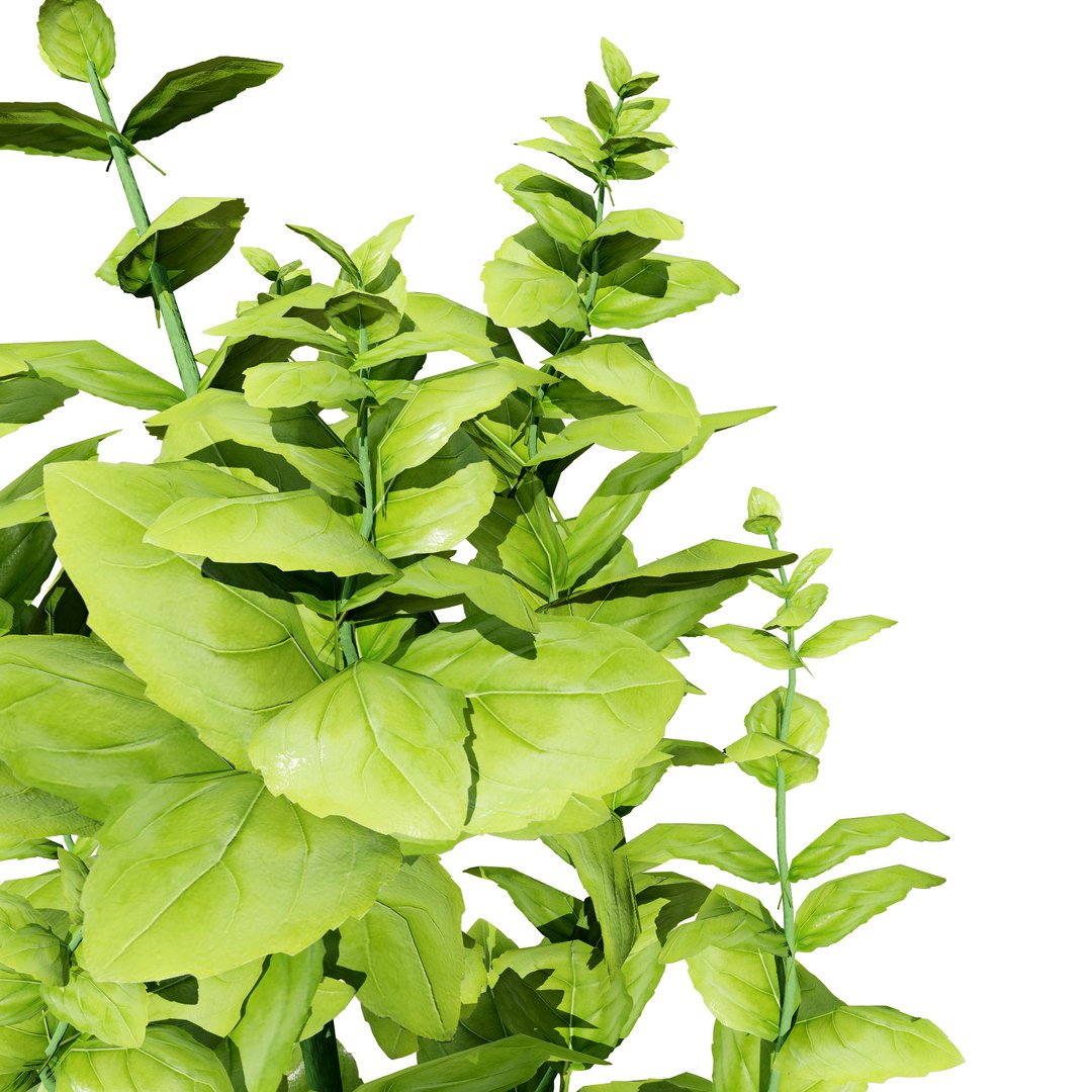 3D Basil Variety 3D Pack With Free Tutorial Model - TurboSquid 2291358