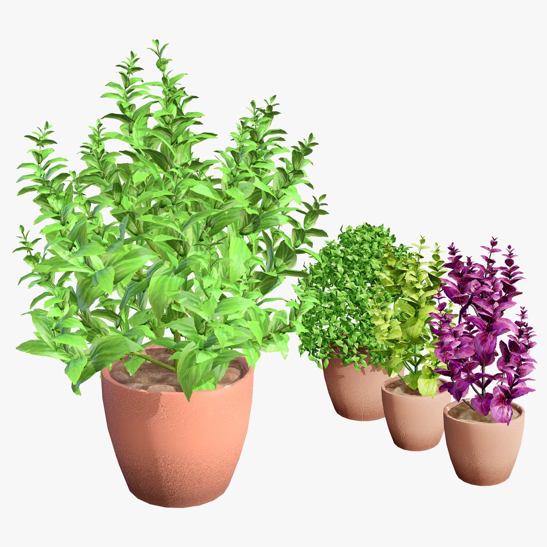 3D Basil Variety 3D Pack With Free Tutorial Model - TurboSquid 2291358