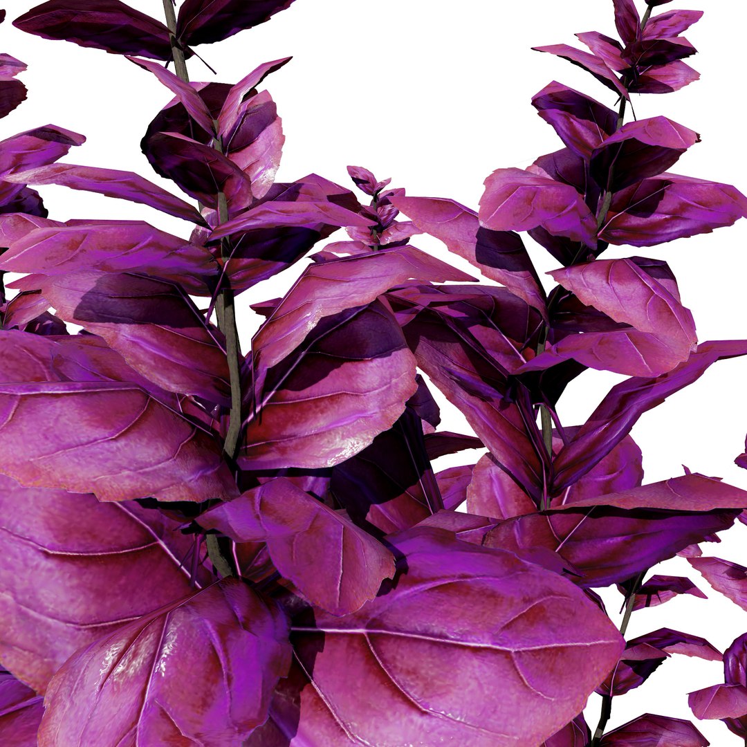 3D Basil Variety 3D Pack With Free Tutorial Model - TurboSquid 2291358