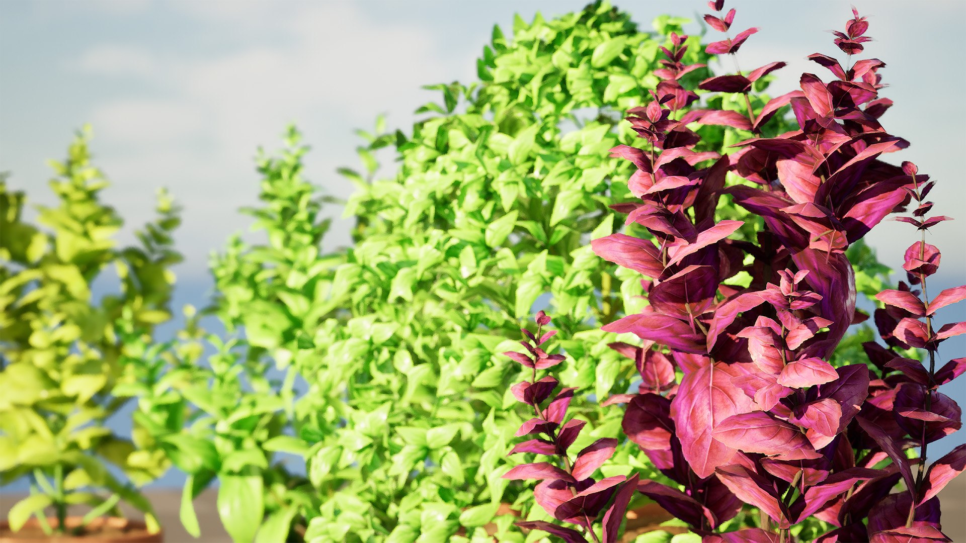 3D Basil Variety 3D Pack With Free Tutorial Model - TurboSquid 2291358