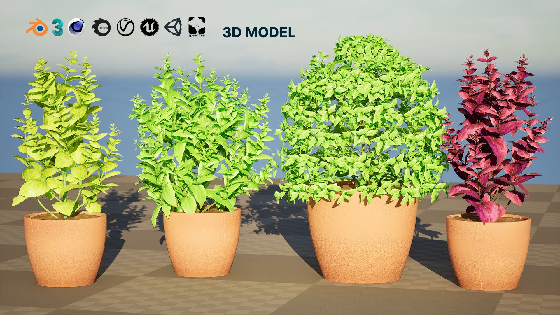 3D Basil Variety 3D Pack With Free Tutorial Model - TurboSquid 2291358