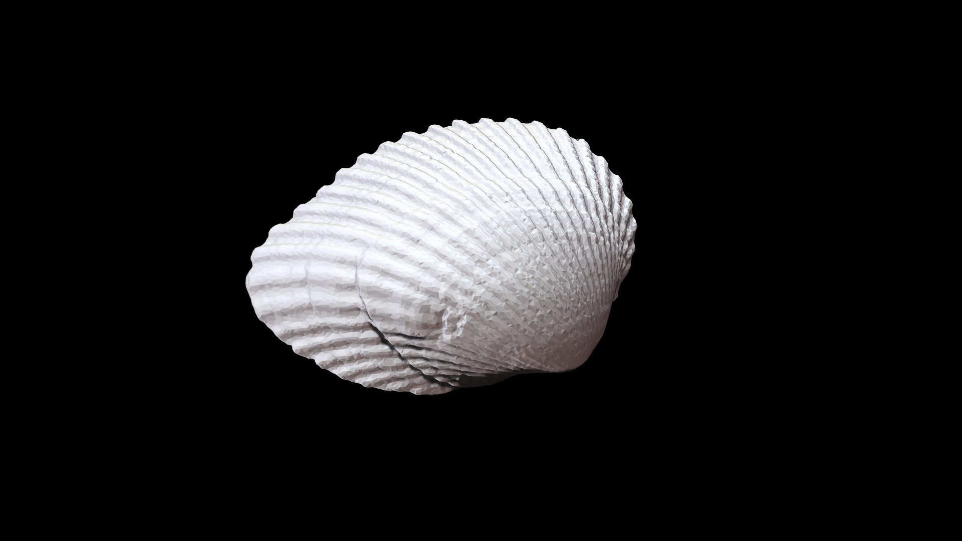 Seashell001 3D Model - TurboSquid 1778288