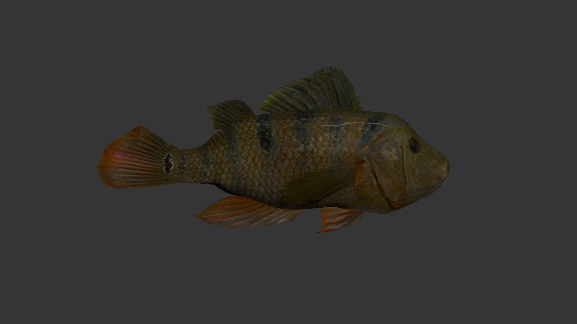 3D Fish Model - TurboSquid 2226380