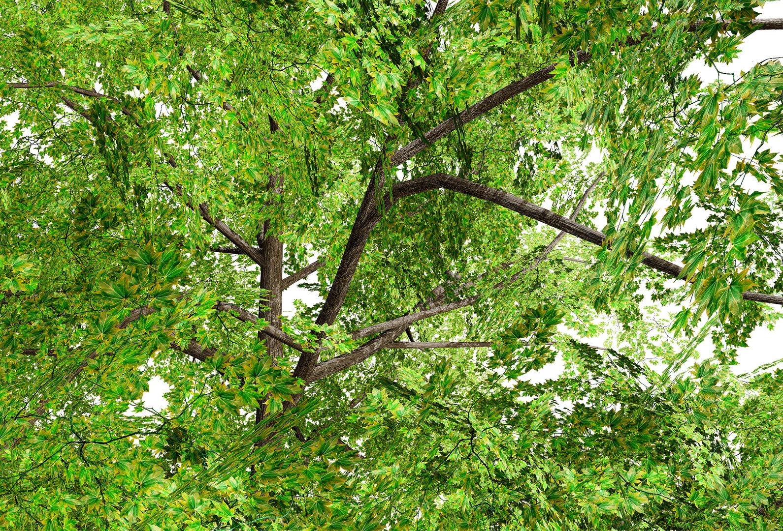 Low Poly Plane Tree - Green And Fall Foliage With Free Tutorial 3D ...
