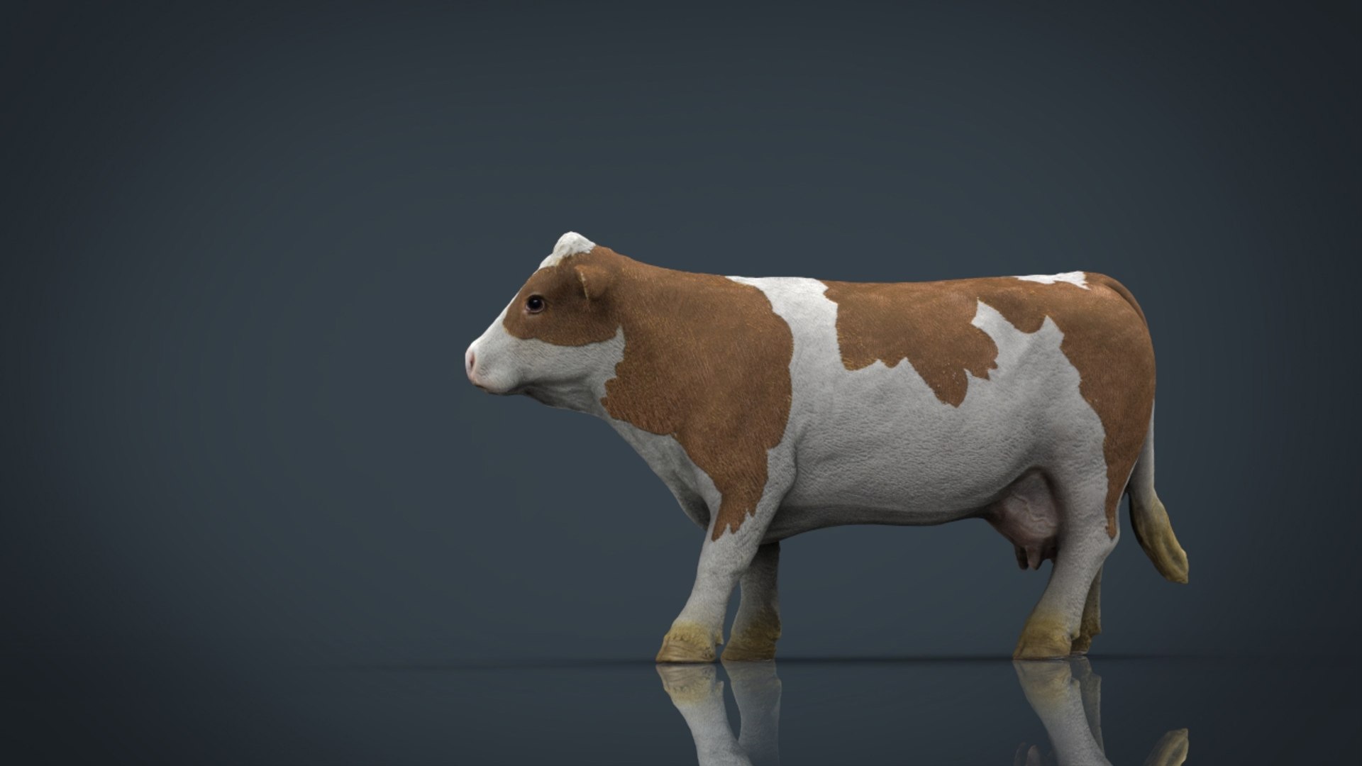 Max Cow