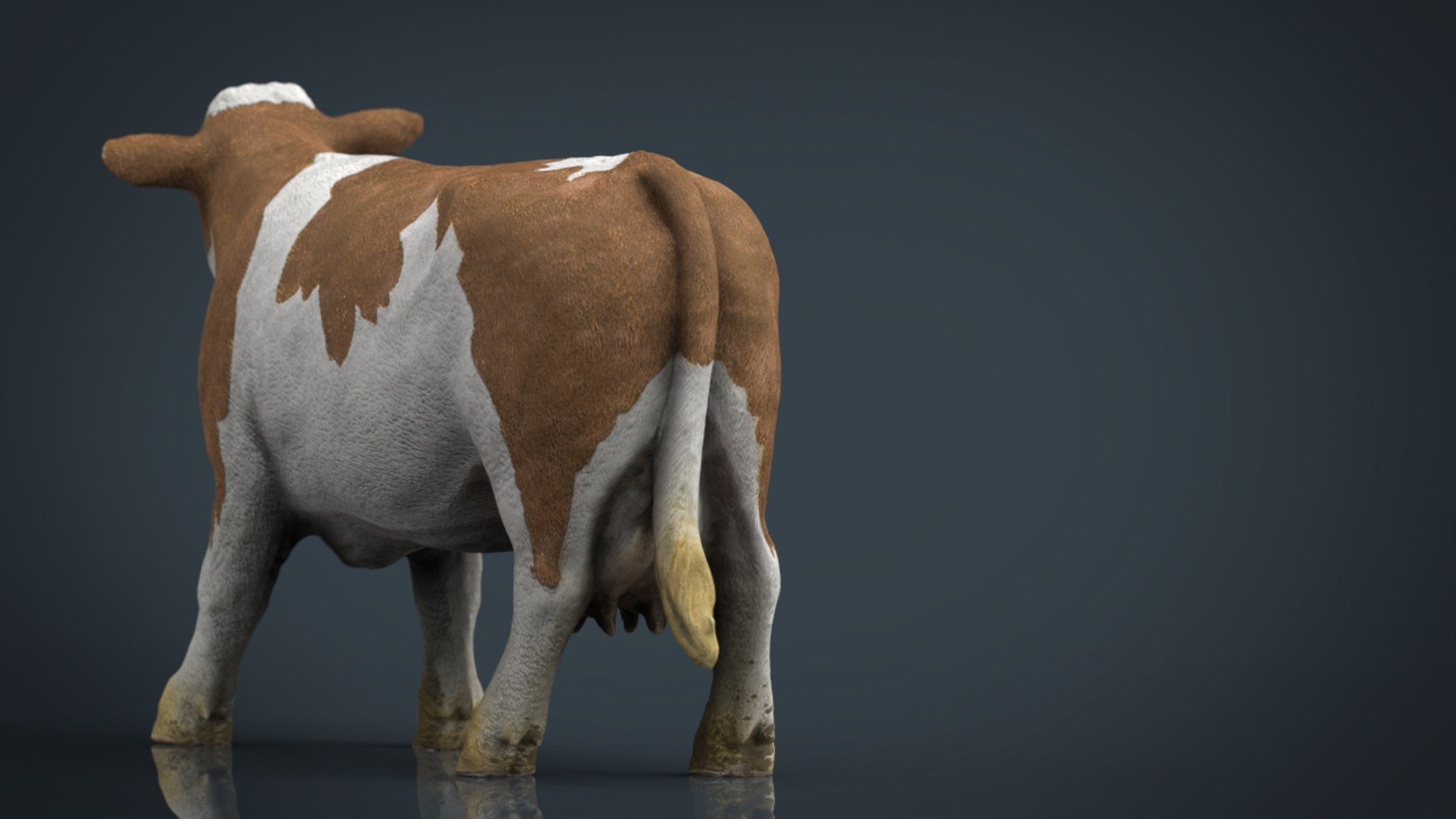 Max Cow