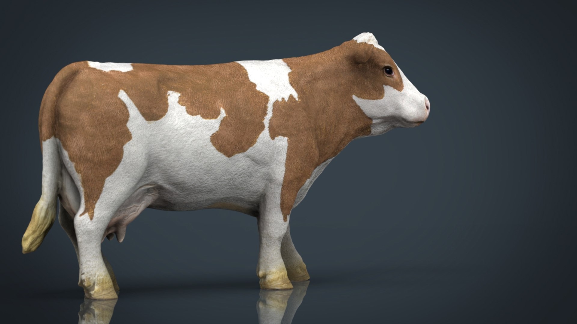 Max Cow