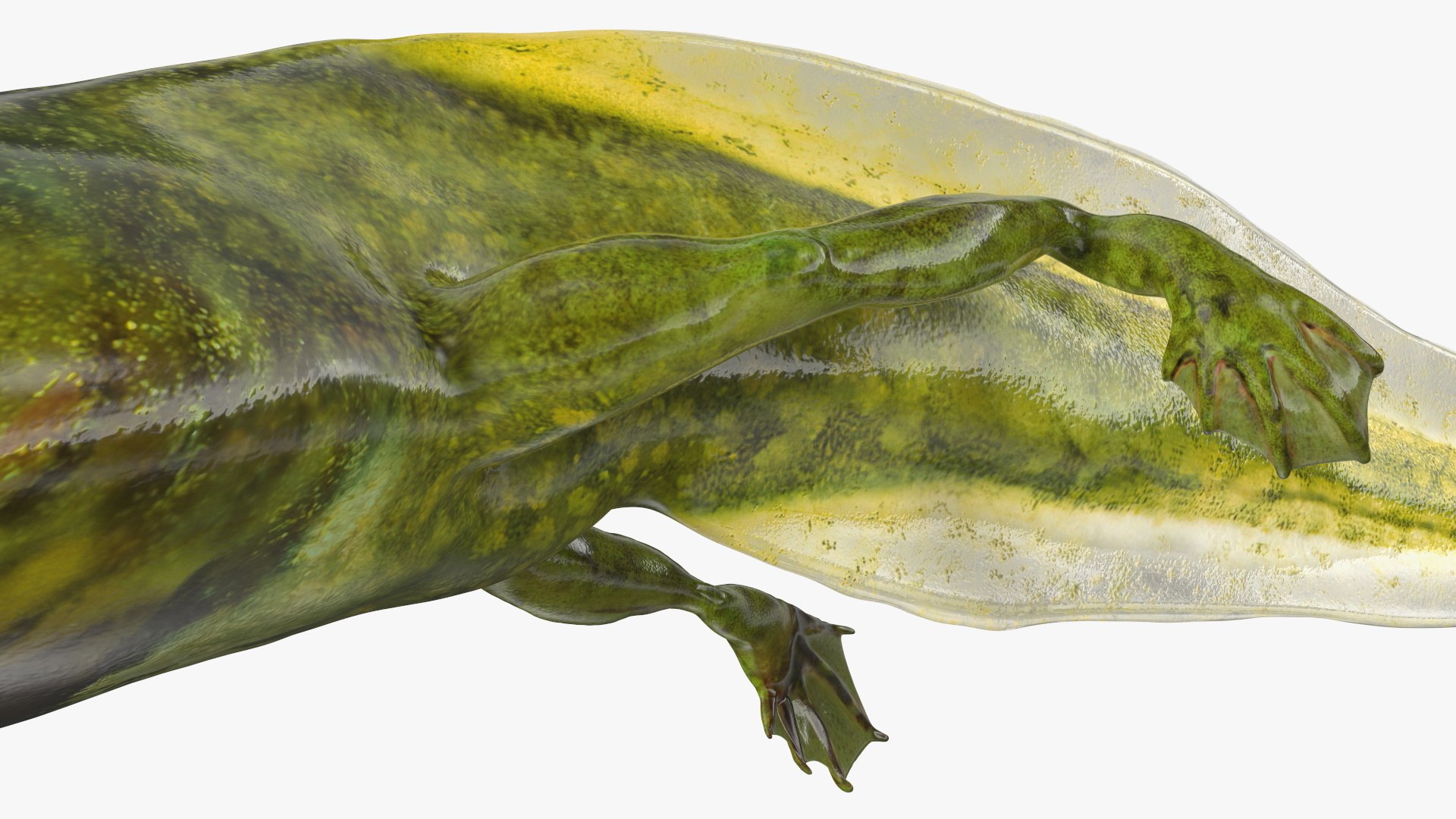 3D Tadpole With Legs Model - TurboSquid 1719487
