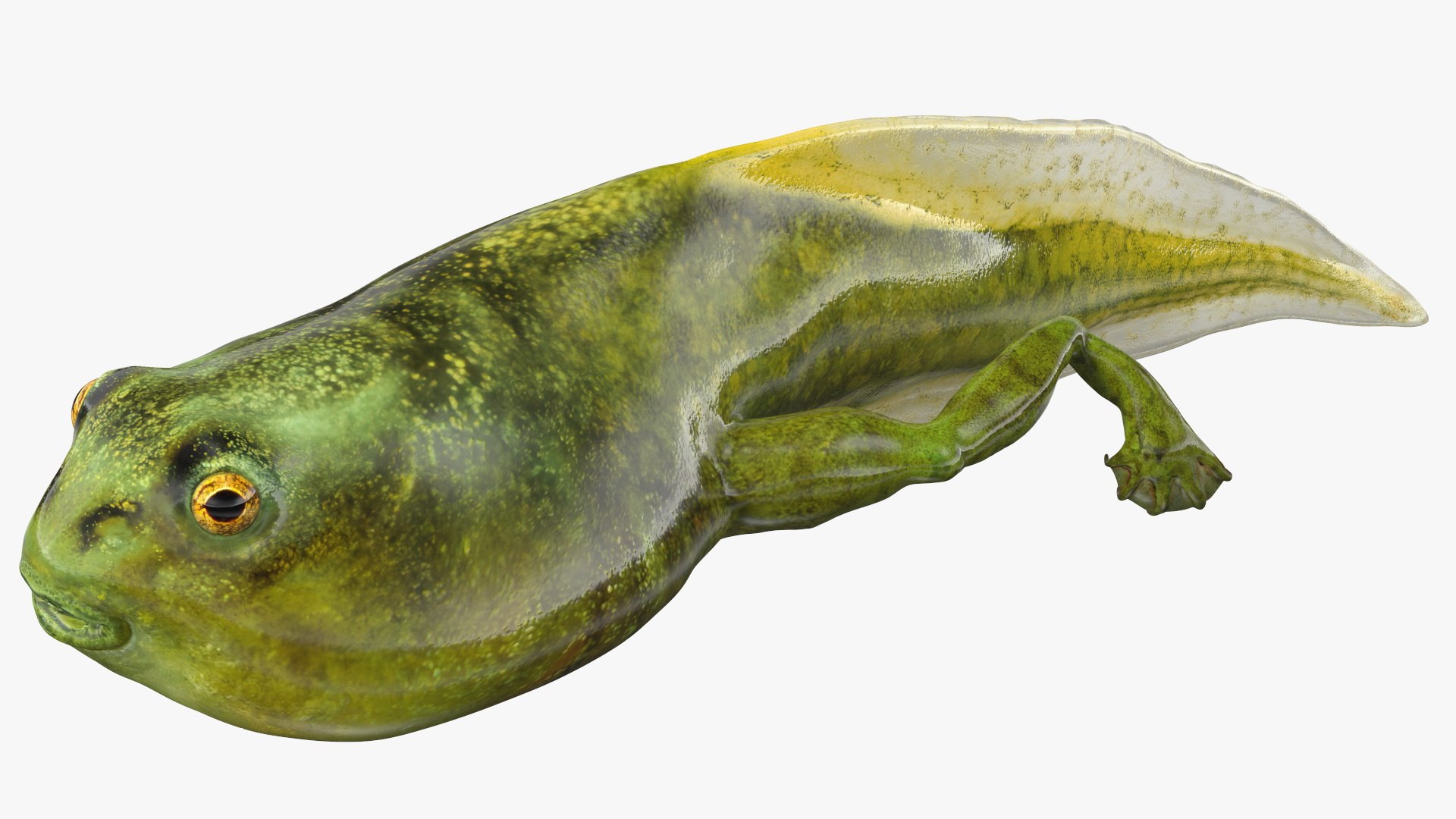 3D Tadpole With Legs Model - TurboSquid 1719487