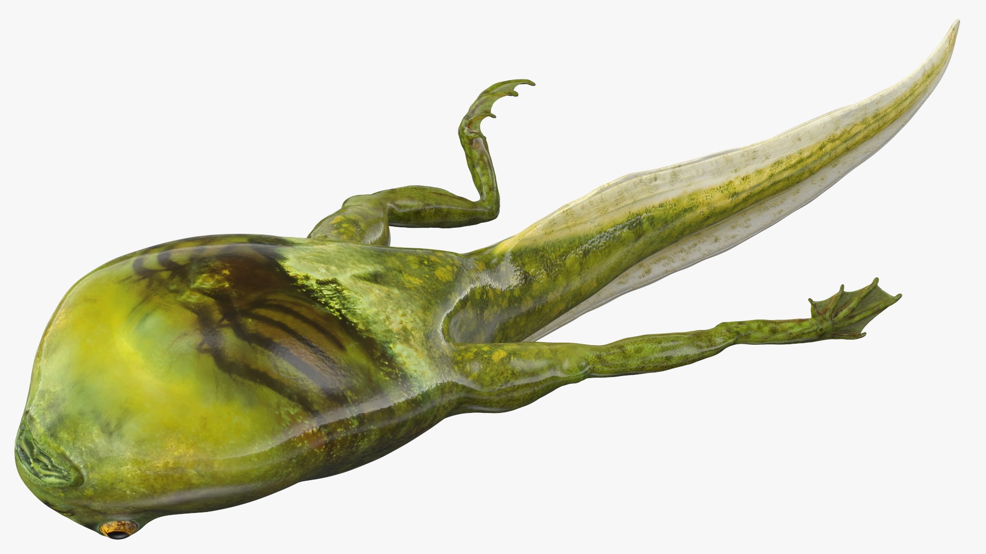 3D Tadpole With Legs Model - TurboSquid 1719487