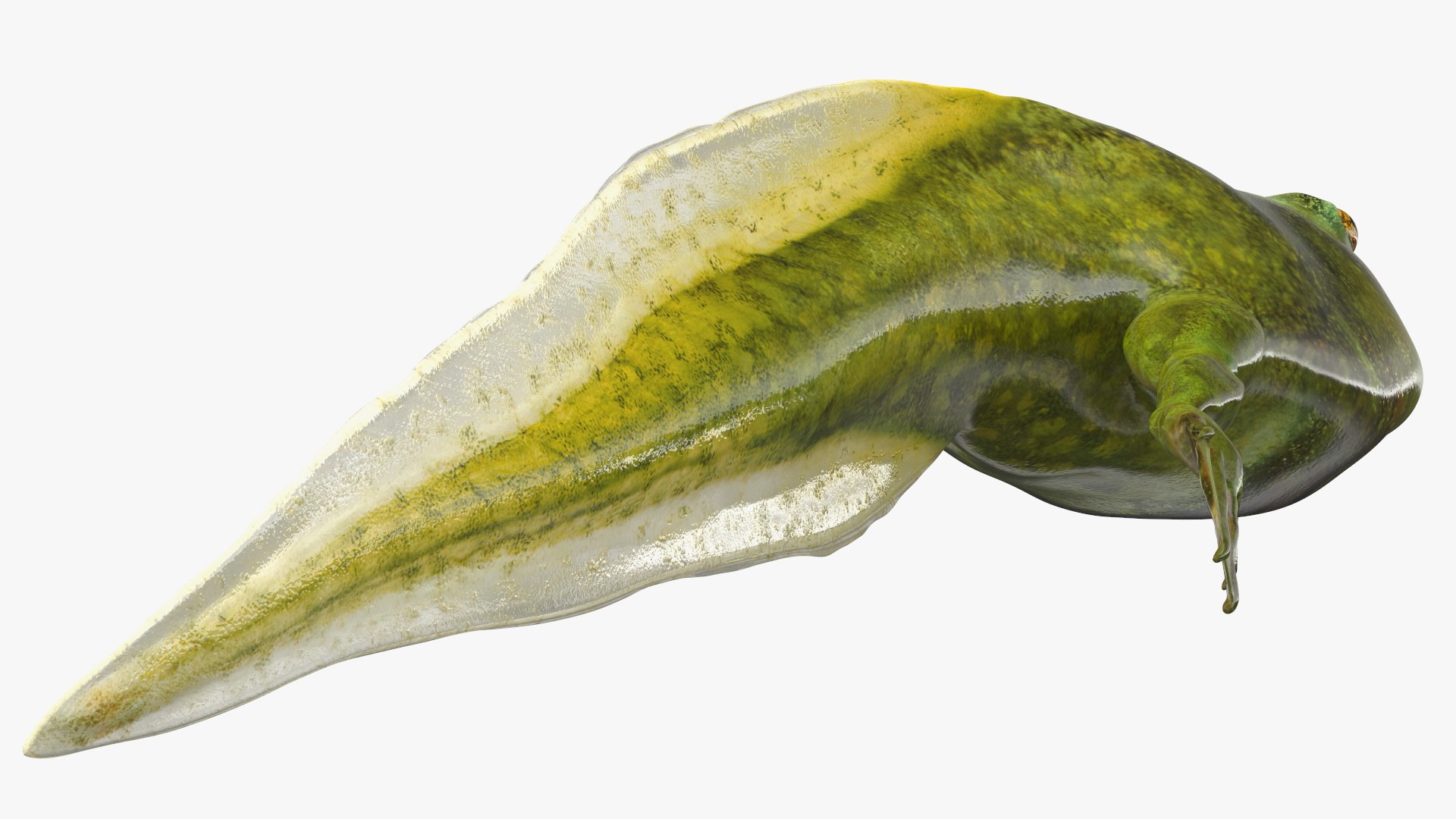 3D Tadpole With Legs Model - TurboSquid 1719487