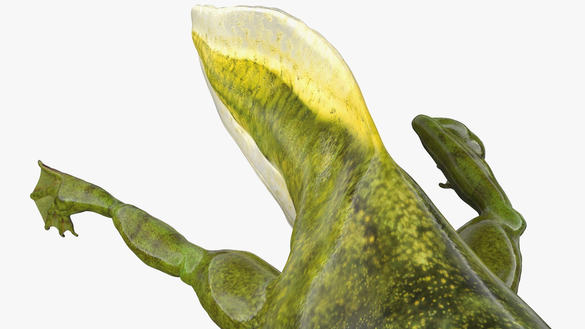 3D Tadpole With Legs Model - TurboSquid 1719487