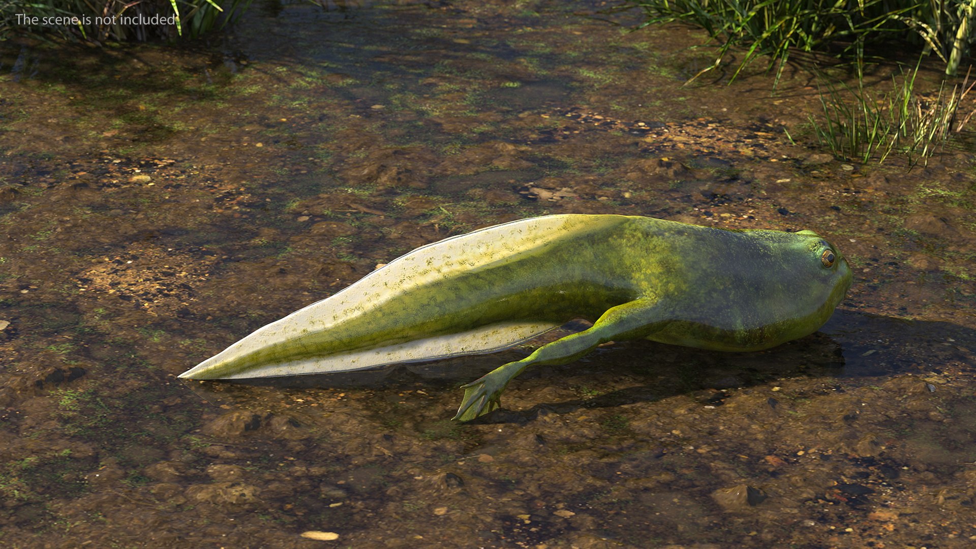 3D Tadpole With Legs Model - TurboSquid 1719487