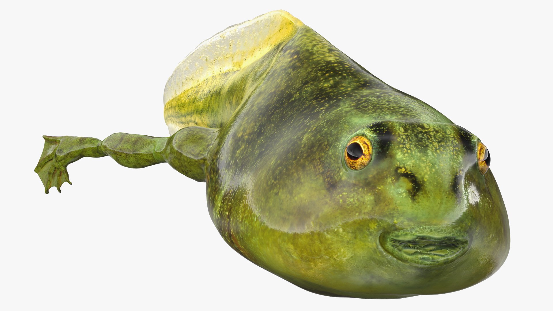 3D Tadpole With Legs Model - TurboSquid 1719487