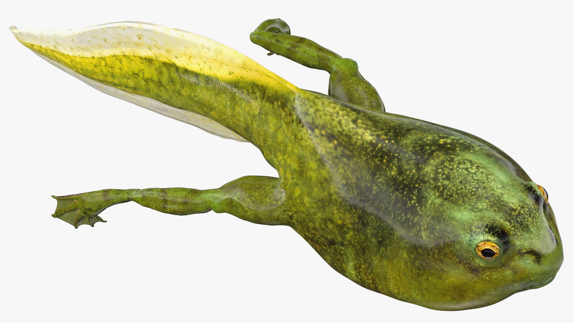 3D Tadpole With Legs Model - TurboSquid 1719487
