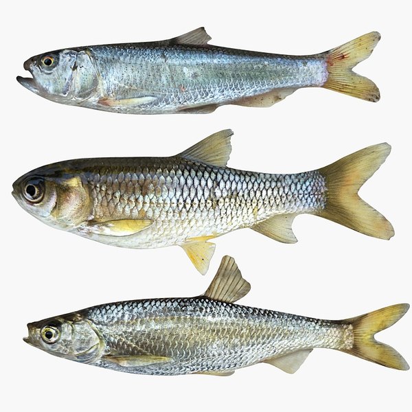 modelo 3d Carp Animated - TurboSquid 2016713