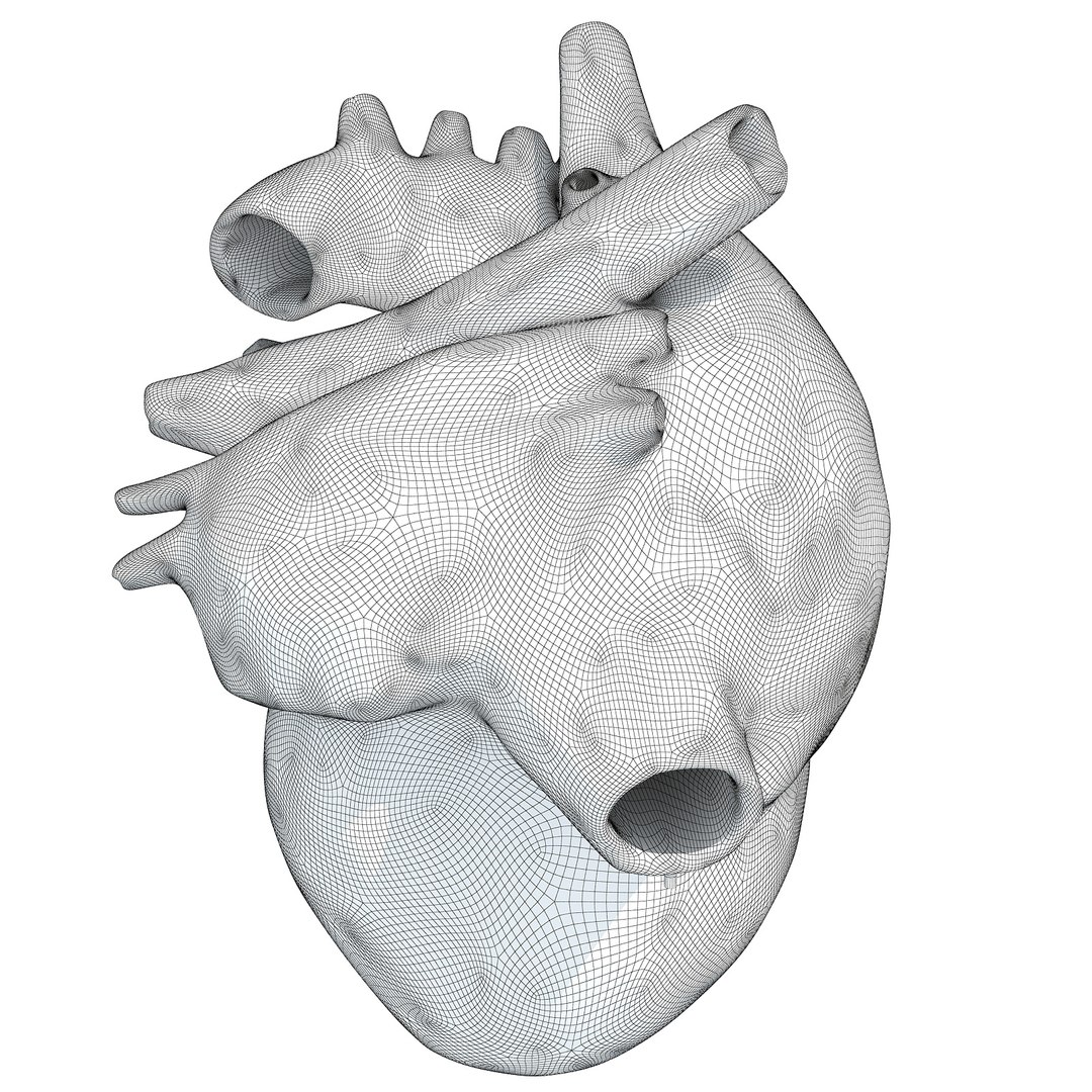 3d model print-ready human heart printing
