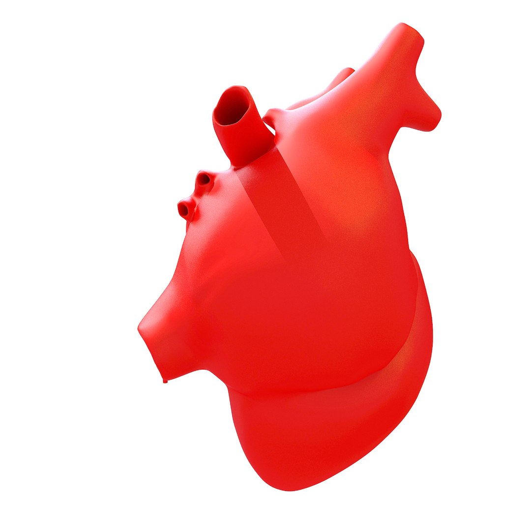 3d model print-ready human heart printing