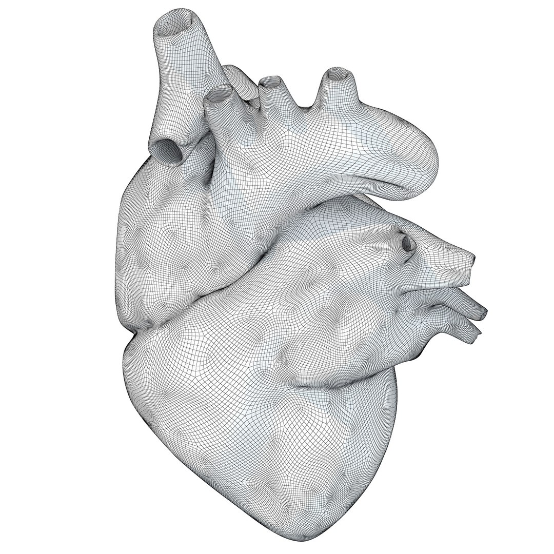 3d model print-ready human heart printing