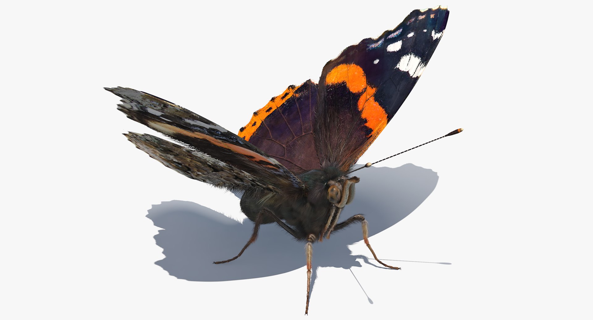 Red Admiral Butterfly Fur Model - TurboSquid 1191517