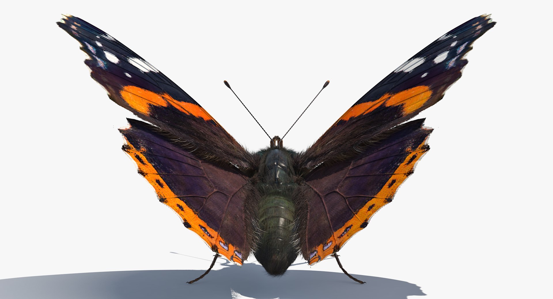 Red Admiral Butterfly Fur Model - TurboSquid 1191517