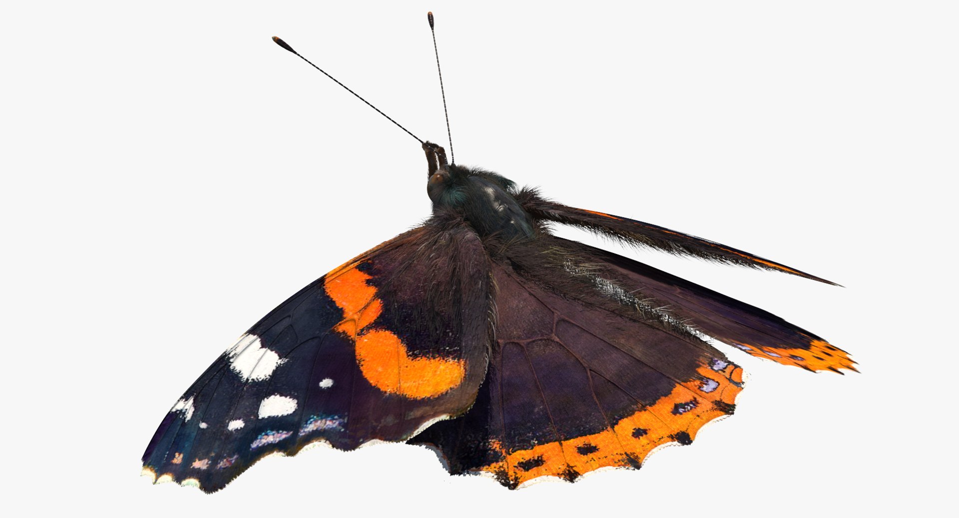 Red Admiral Butterfly Fur Model - TurboSquid 1191517