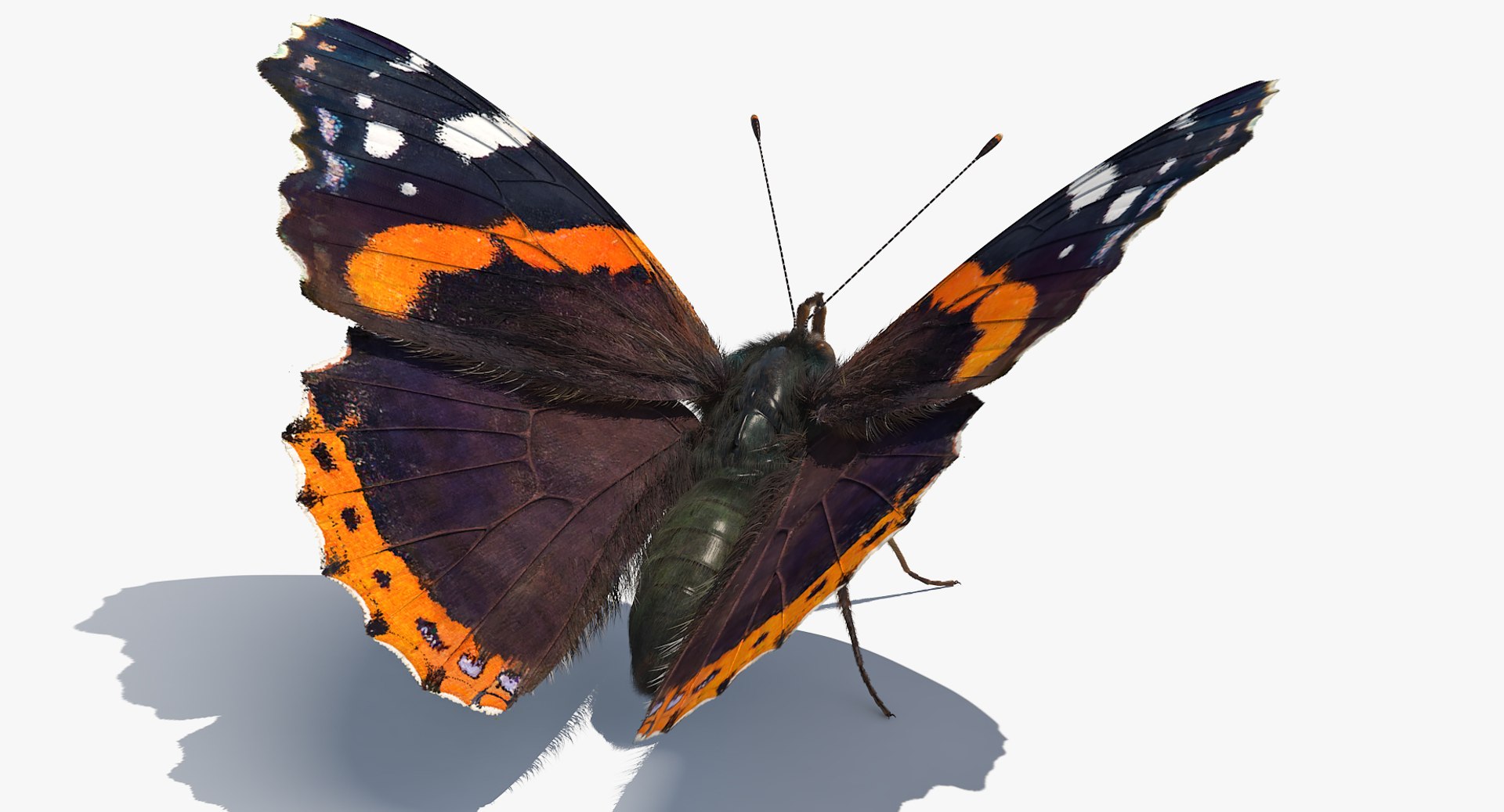 Red Admiral Butterfly Fur Model - TurboSquid 1191517