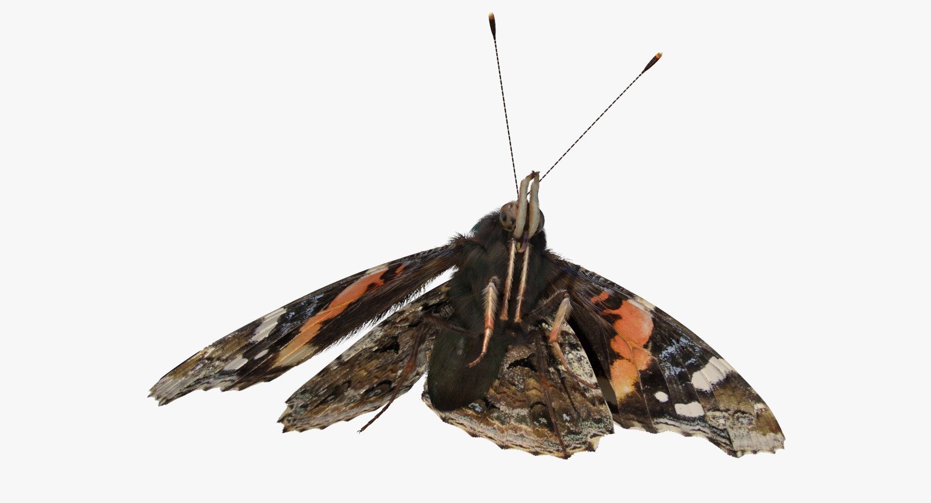 Red Admiral Butterfly Fur Model - TurboSquid 1191517
