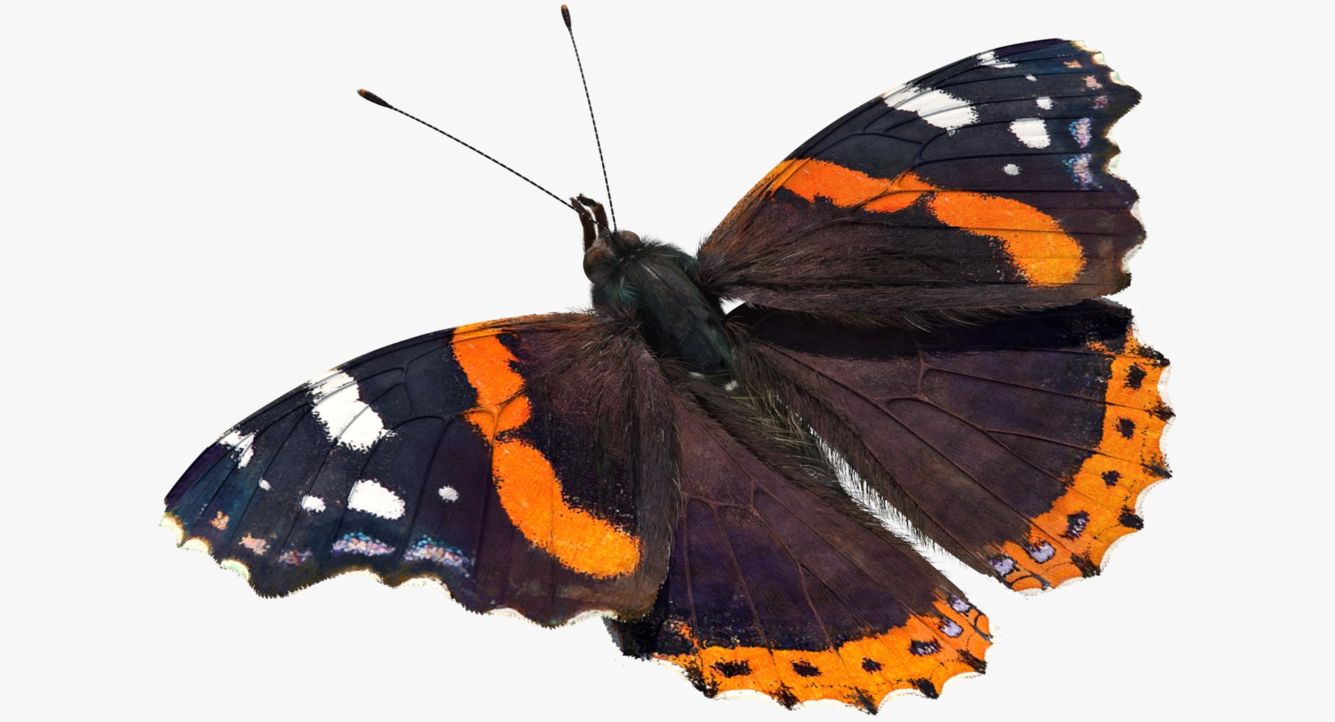 Red admiral butterfly fur model - TurboSquid 1191517