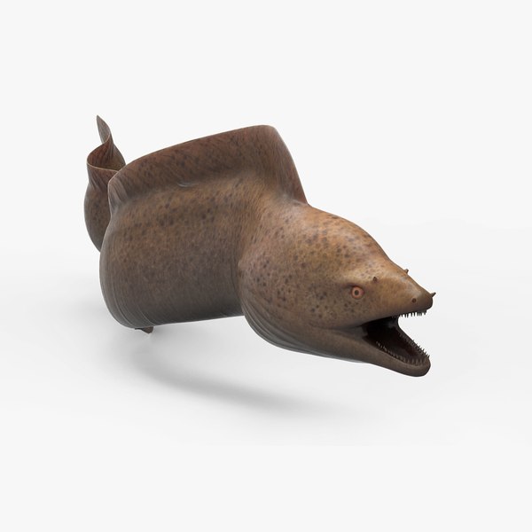 Moray Eel 3D Models for Download | TurboSquid