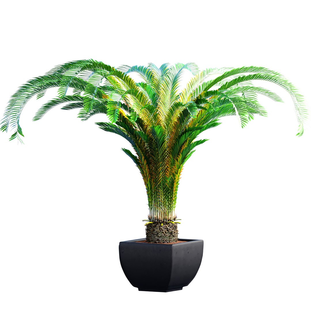 3D Decorative Tall Evergreen Cycas Palm Tree In Modern Outdoor Vase ...