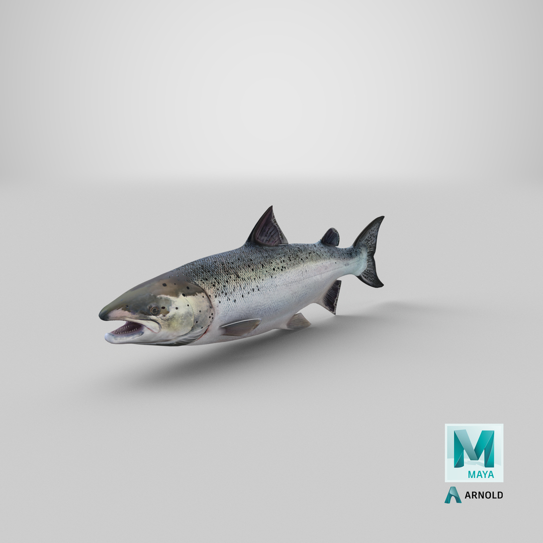 3d model atlantic salmon fish
