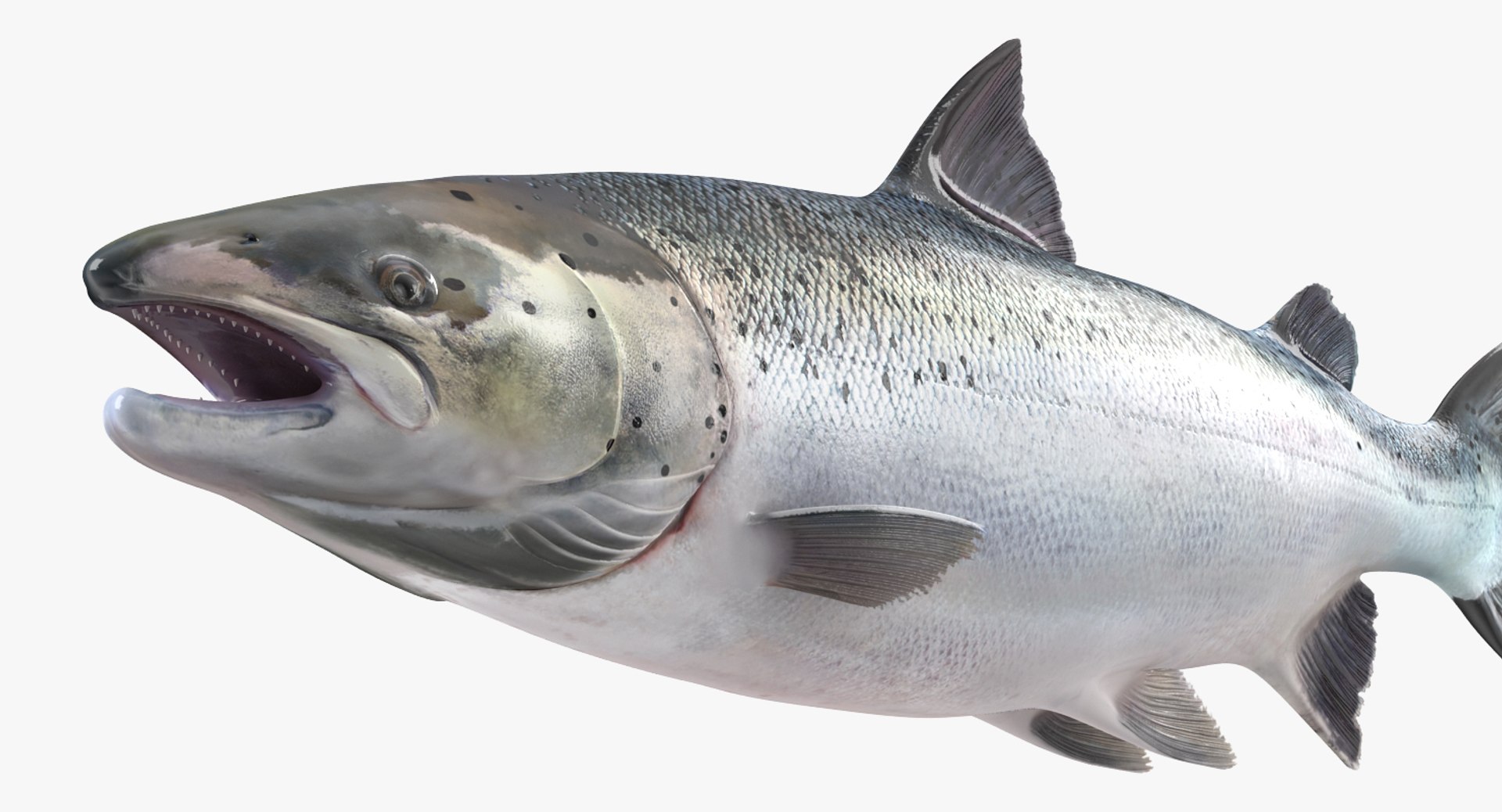 3d model atlantic salmon fish
