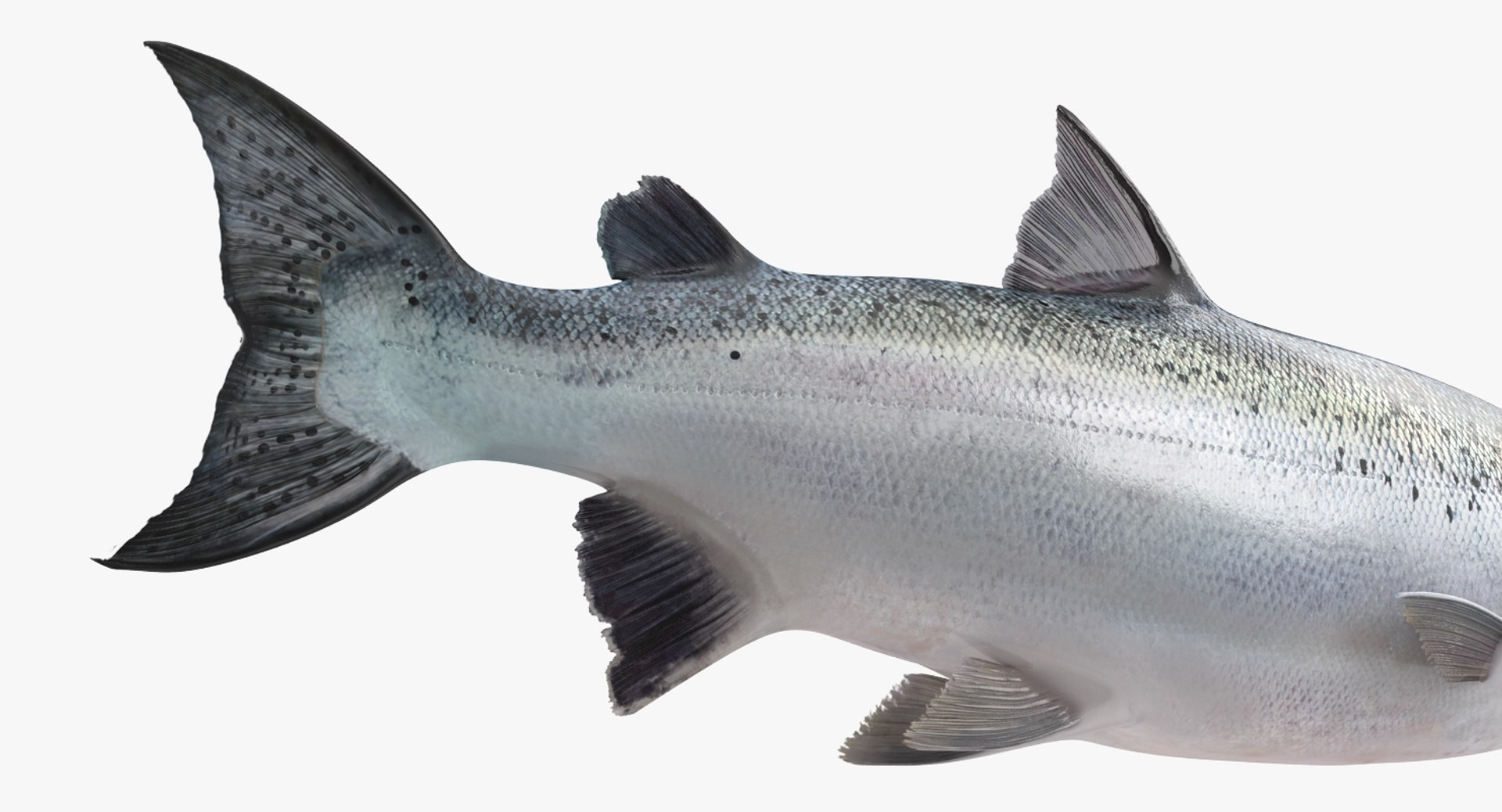 3d model atlantic salmon fish