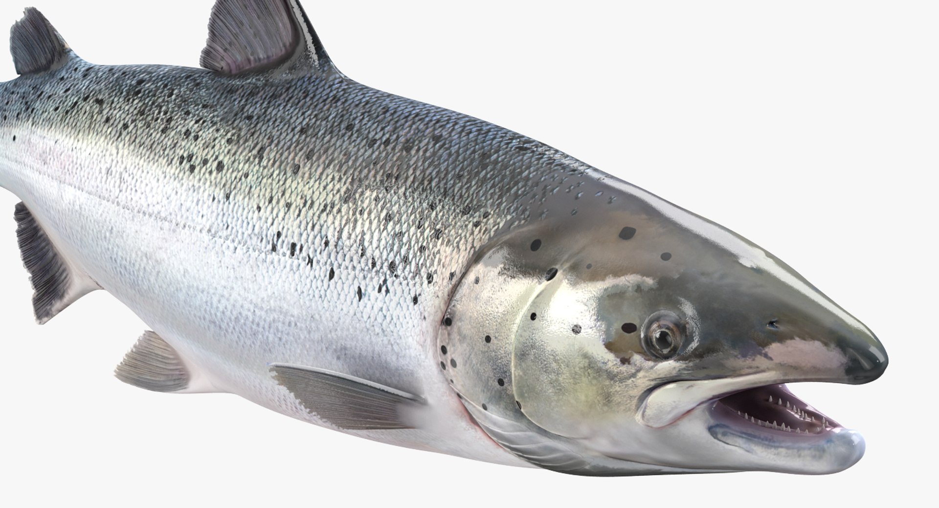 3d model atlantic salmon fish