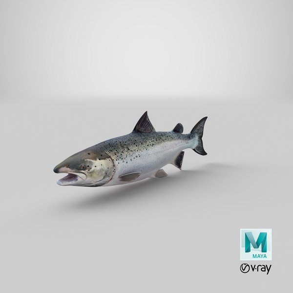 3d model atlantic salmon fish